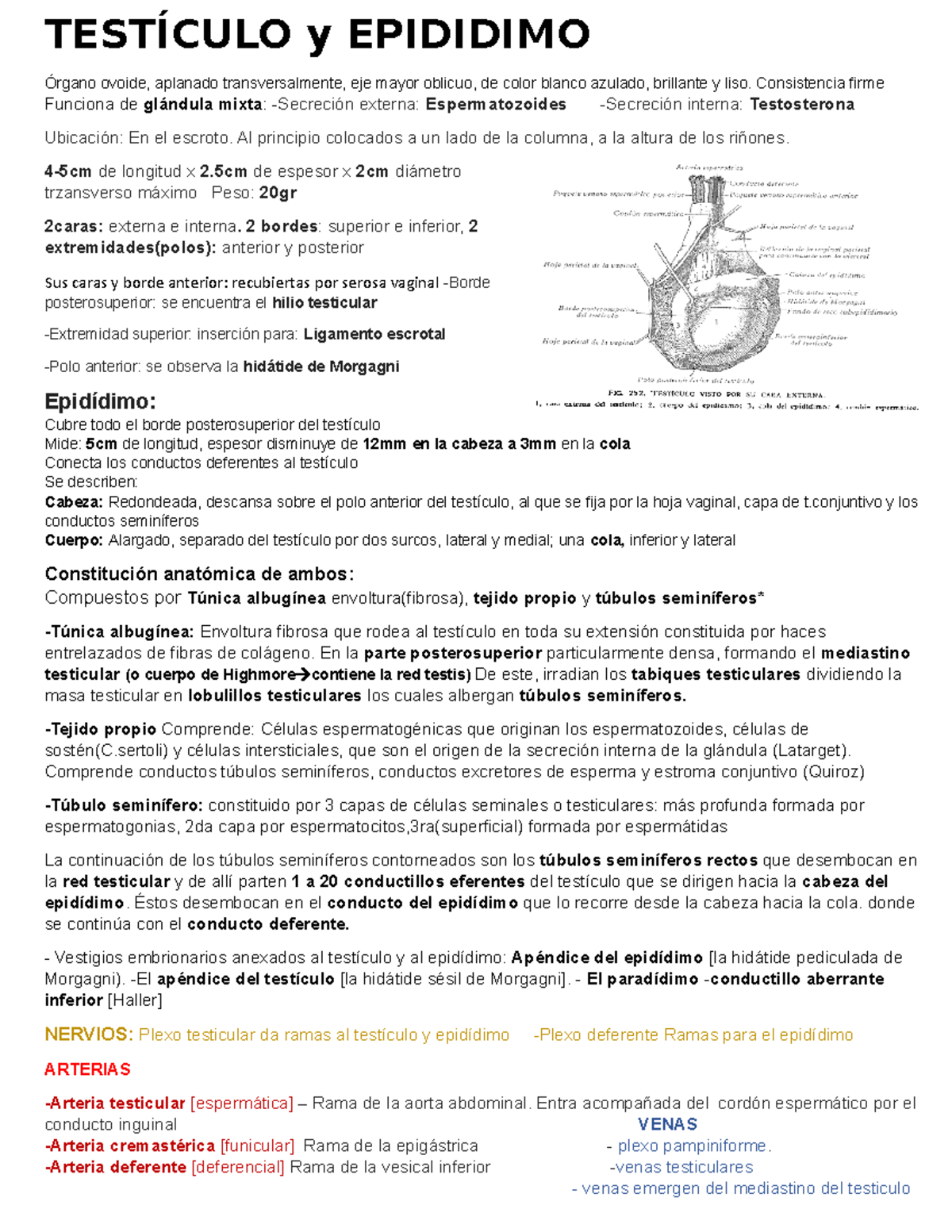 Testículo y Epididimo - TESTÍCULO y EPIDIDIMO Órgano ovoide, aplanado ...