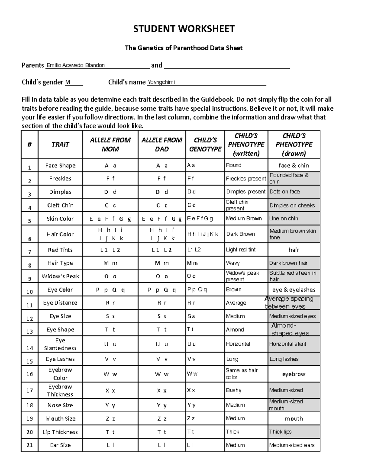 Genetics Lab Worksheet: Analyzing Traits for Human Offspring - Studocu