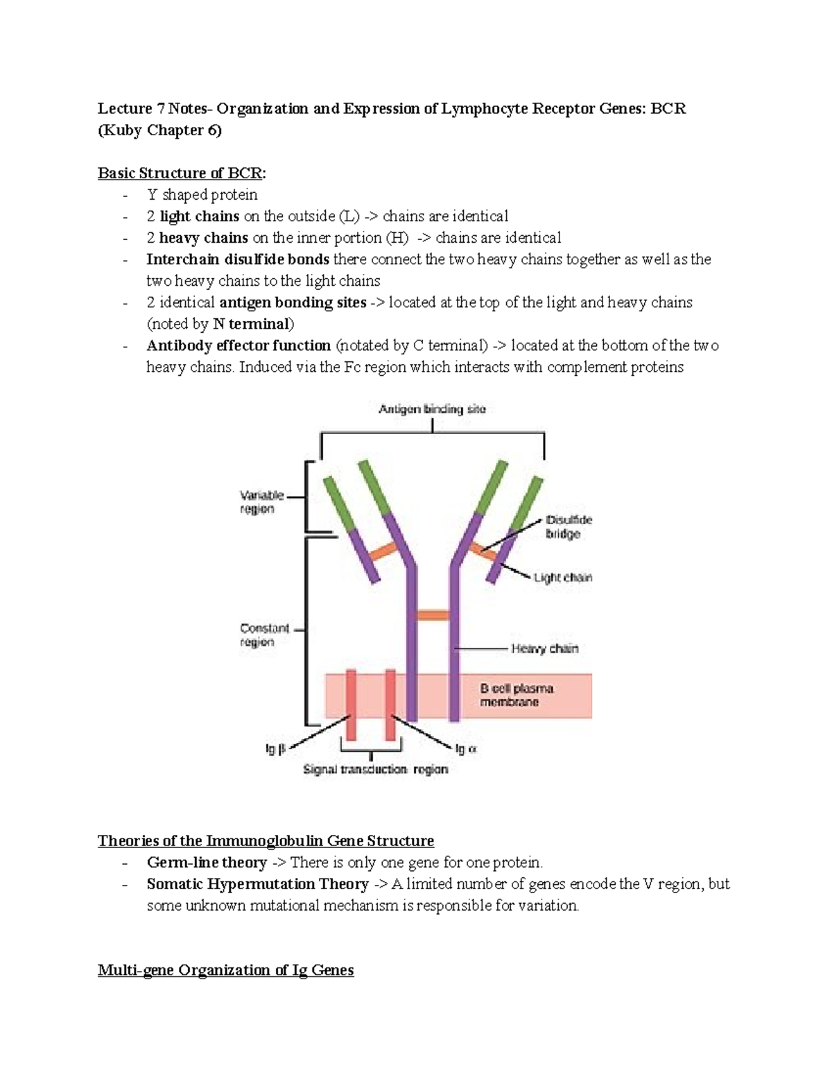 Immunology Lecture Notes - BCR: Lymphocyte Receptor Gene Expression ...