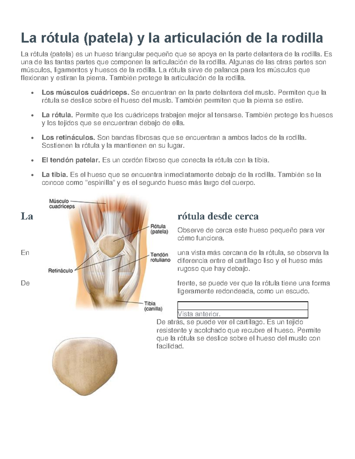Articulacionesciones - La rótula (patela) y la articulación de la ...