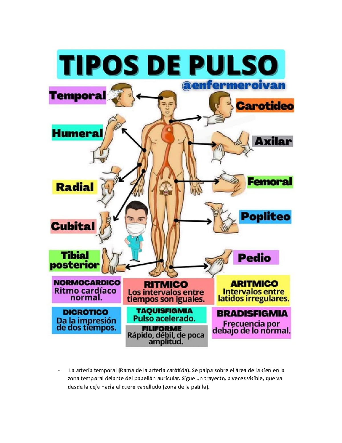 Pulsos Vasculares - Ayuda para Anatomía y Fisiología - Studocu