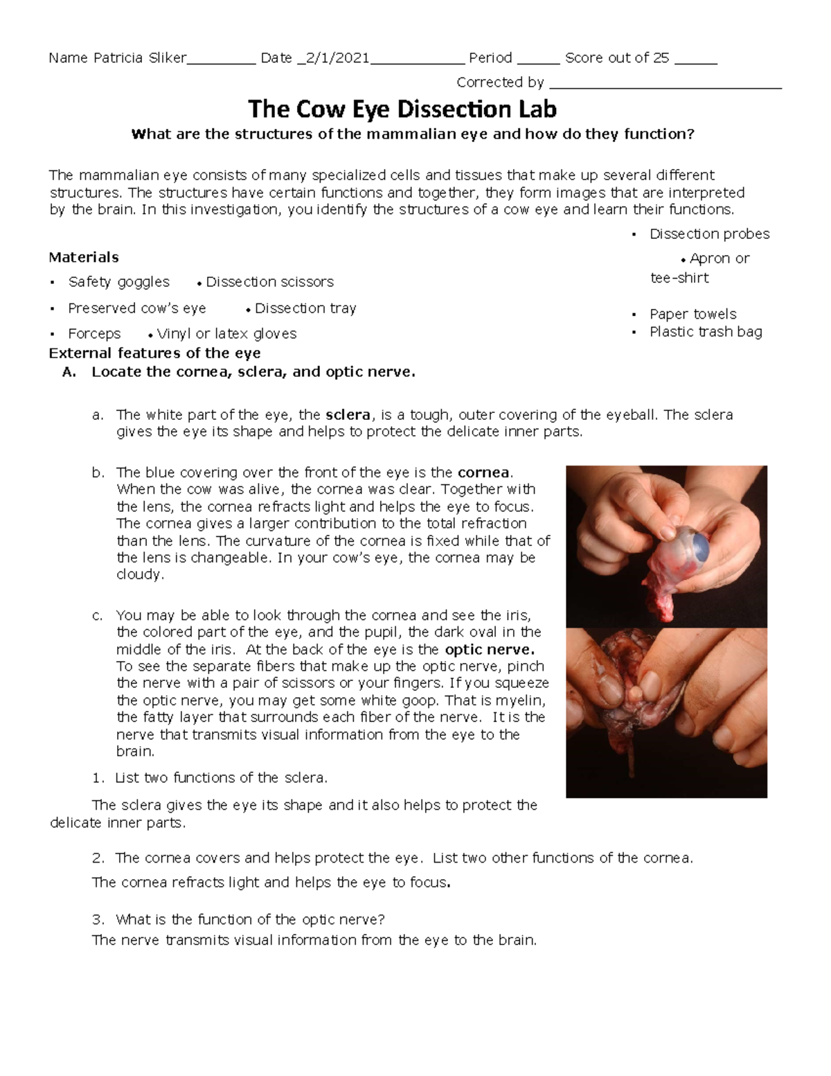 Cow Eye Dissection Lab Report - Infoupdate.org