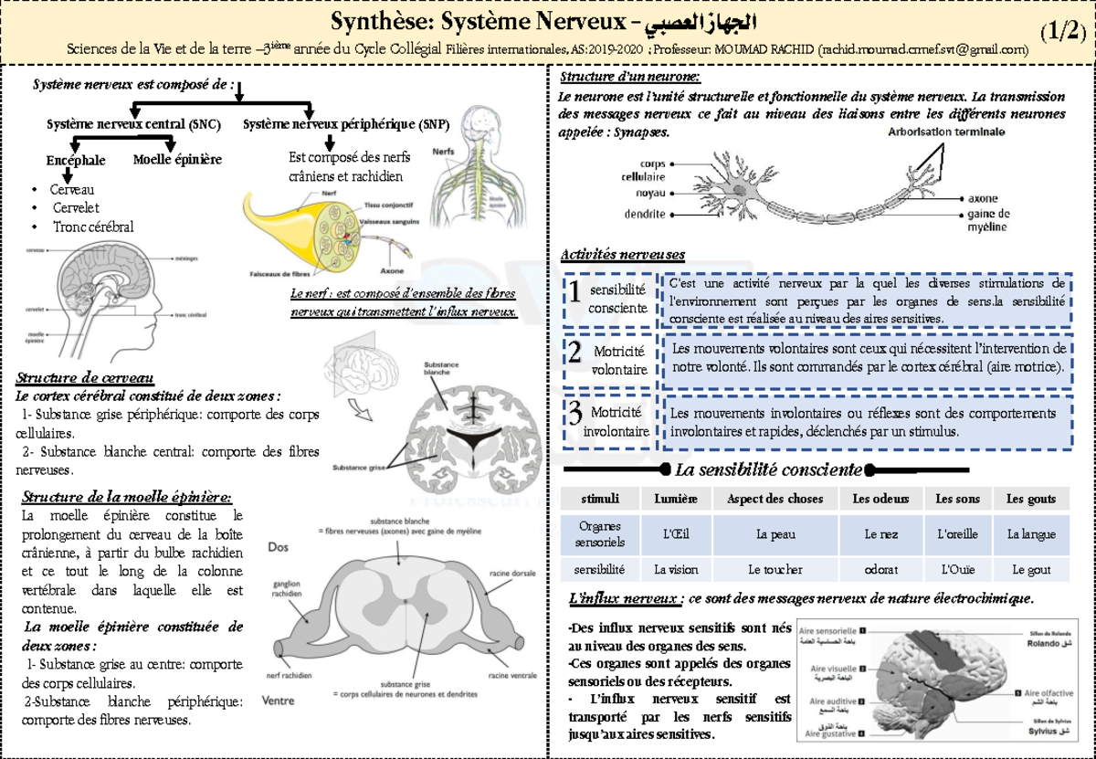 Synthèse du Système Nerveux - SVT - 3ème Année CCG 2019-2020 - Studocu