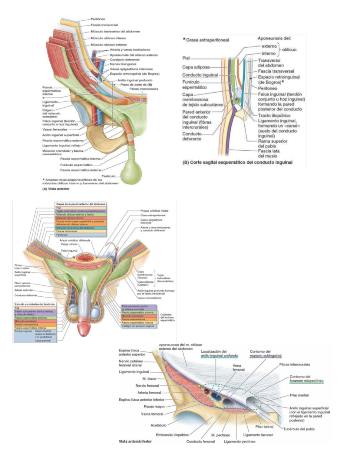 Anatomía Del Conducto Inguinal Ppt ≡ SLIDESHARE ᐈ Inguinal Hernia