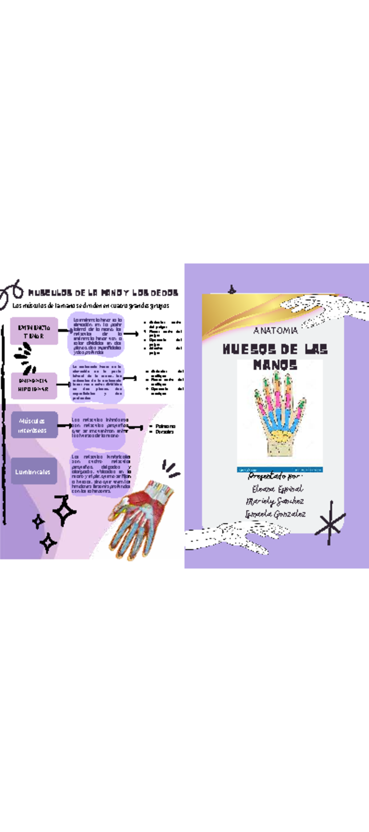 Músculos de la mano y dedos: anatomía y funciones esenciales - Studocu