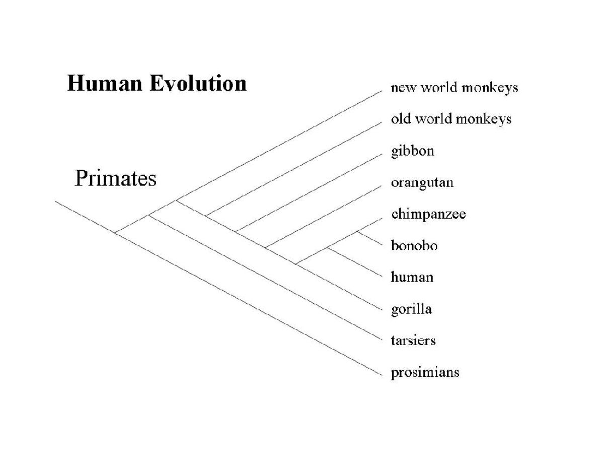 12-05 primates - lecture slide - BIO 201 - Human Evolution new world ...