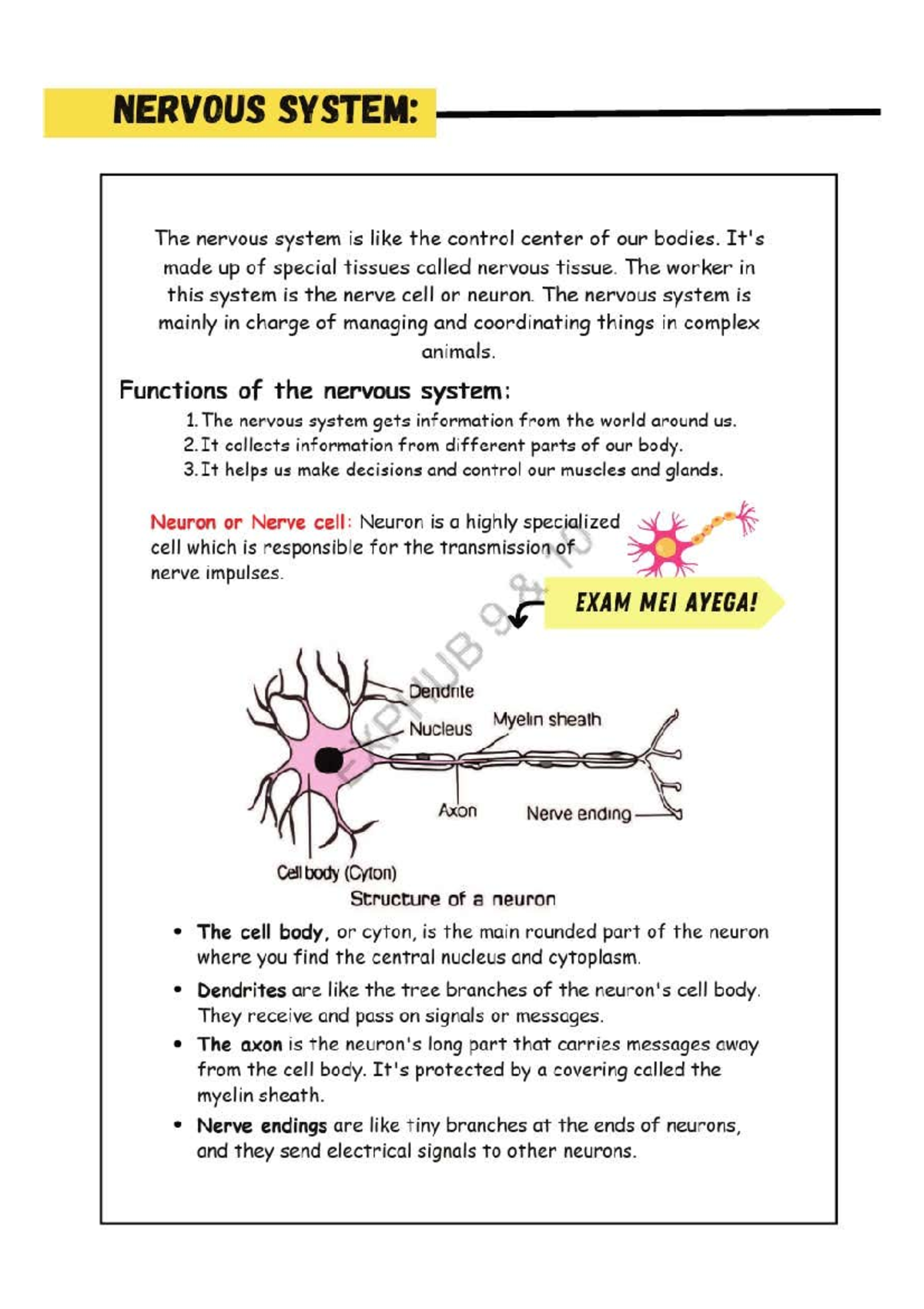 Control and Coordination: Nervous System & Hormones - Notes for Exam ...