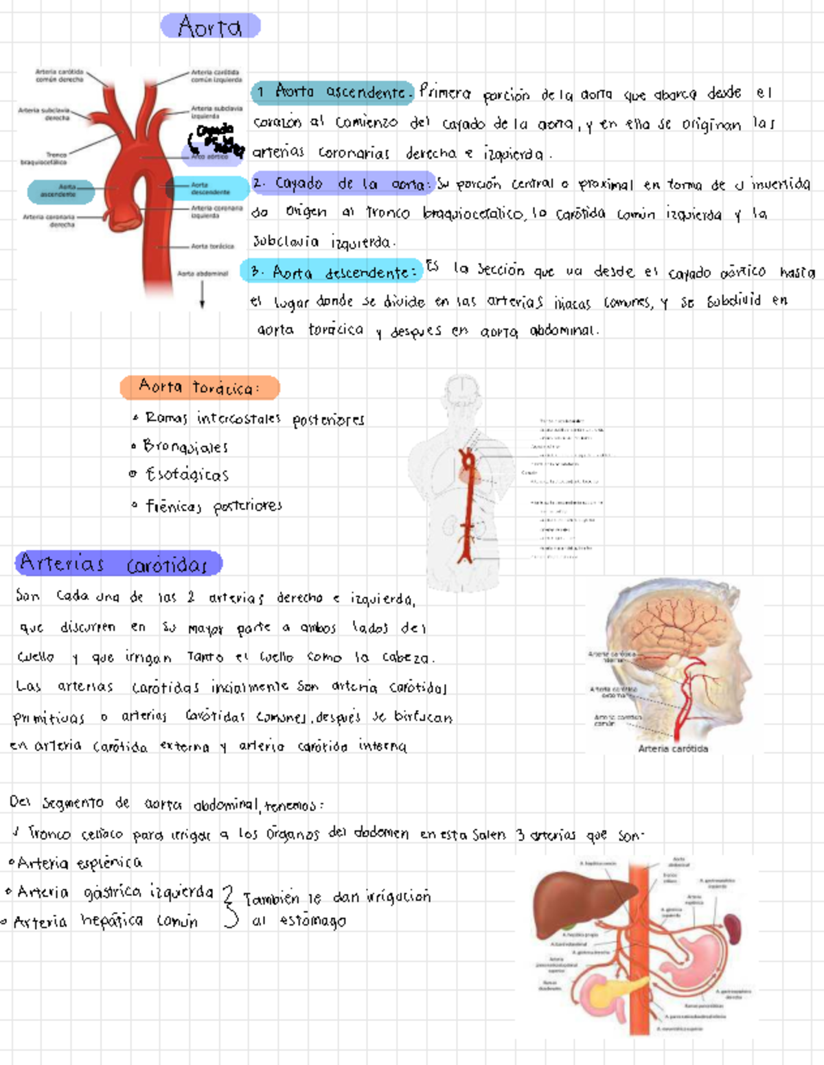 Anatomía de la Aorta: Estructura y Ramas Principales - Cardiología ...