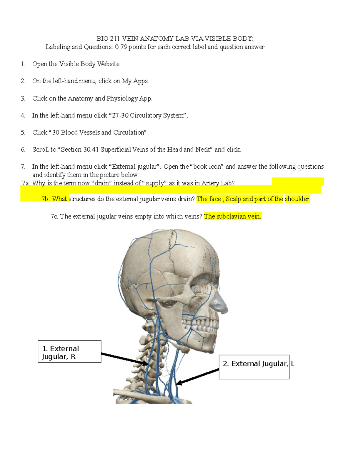BIO 211 Vein Lab Week 3 - Anatomy and Physiology of Veins - Studocu