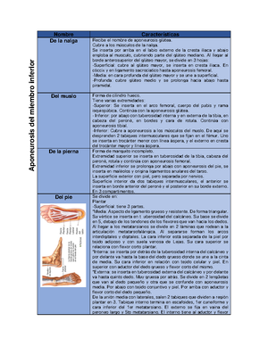 Miembro Superior anatomía quiroz - MIEMBRO SUPERIOR MUSCULATURA DE LA ...