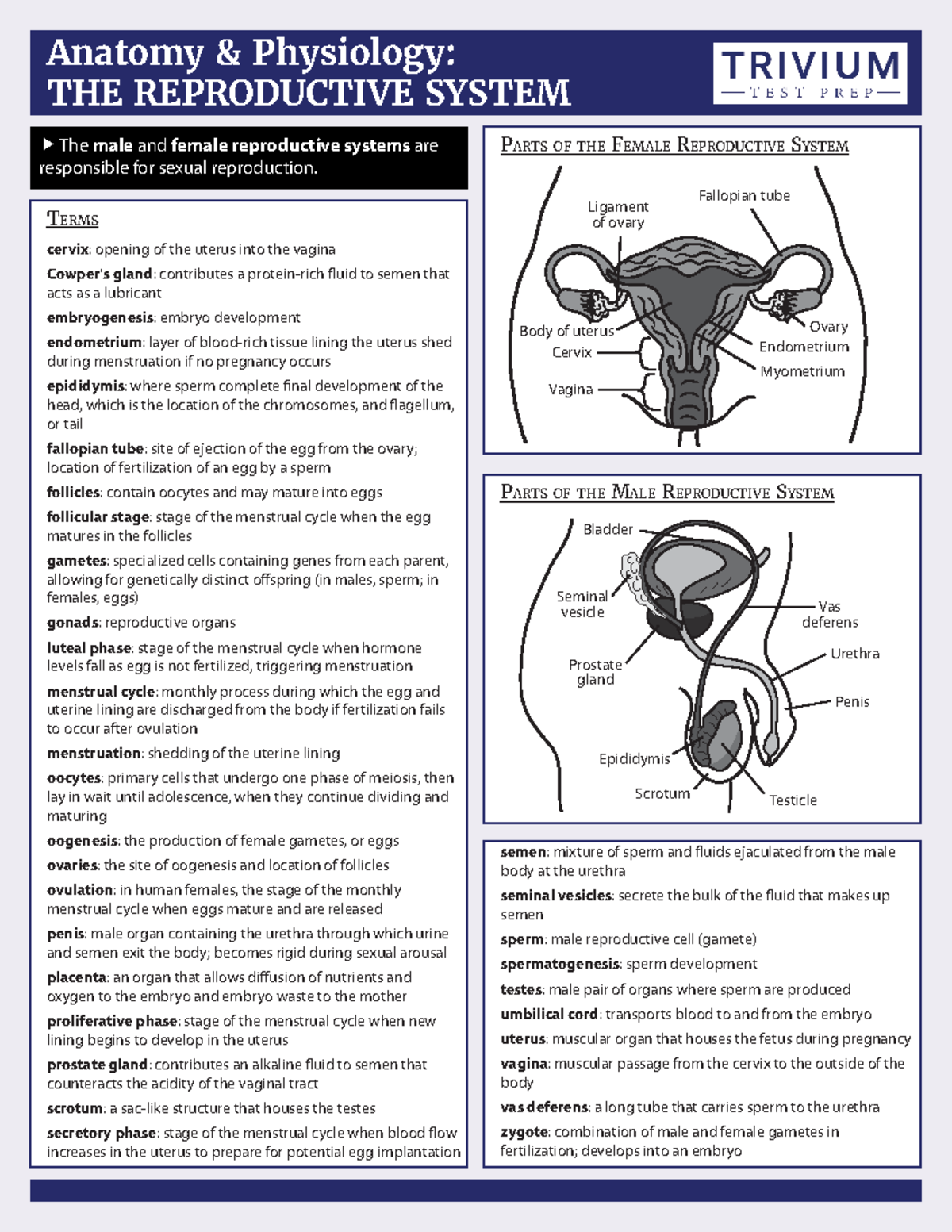 Anatomy & Physiology: Final Exam Notes on Reproductive System (ANAPHY ...