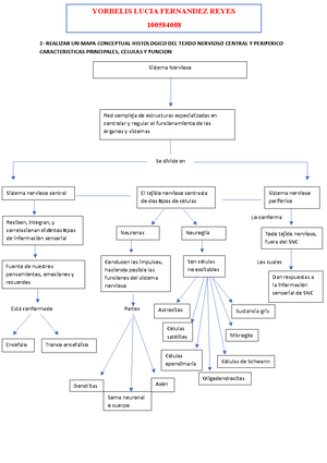 capas germinativas - Estas capas dan origen a todos los tejidos y ...