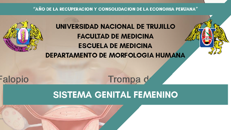 Sistema Genital Femenino - HISTOLOGIA A1 - Informe 32 - Studocu