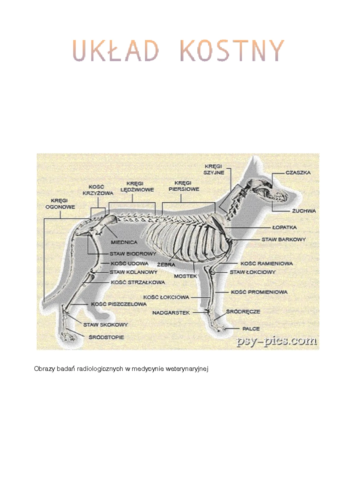 Czaszka: Szczegółowy opis budowy kości czaszki w anatomii zwierząt ...
