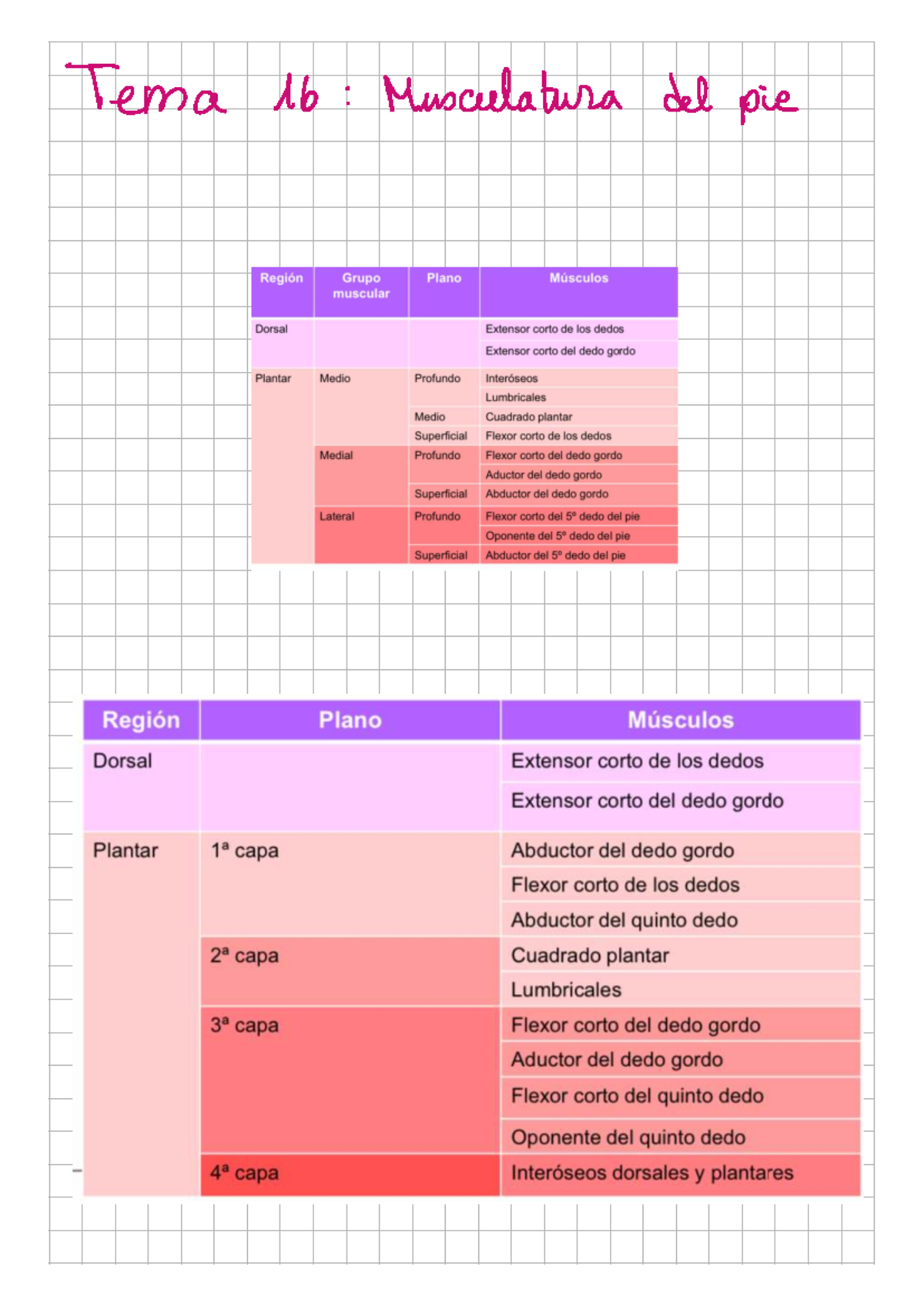 Apuntes de Anatomía Humana: Músculos del Pie y su Vascularización (AH1 ...