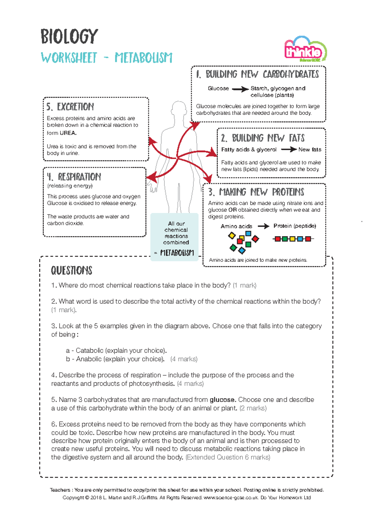 Biology Worksheet: Understanding Metabolism and Chemical Reactions ...