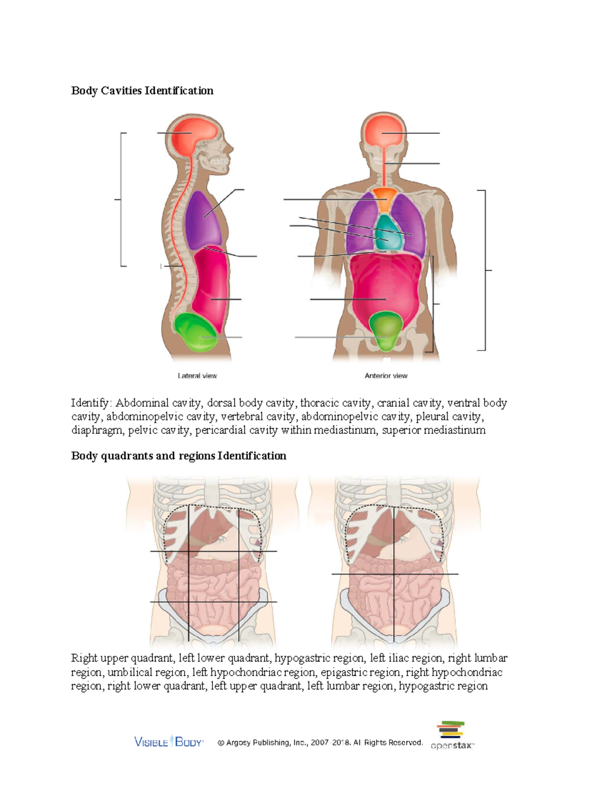 Body Cavity And Abdominal Regions