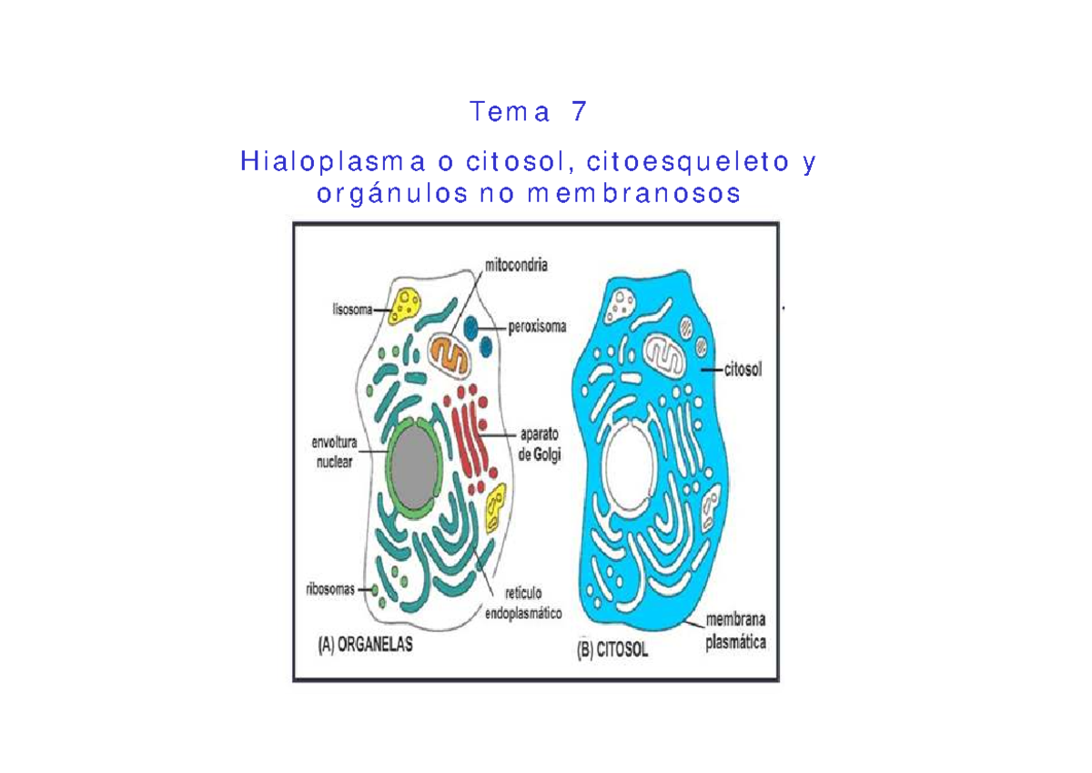 Tema 7: Hialoplasma, Citoesqueleto y Orgánulos No Membranoso (CIT ...