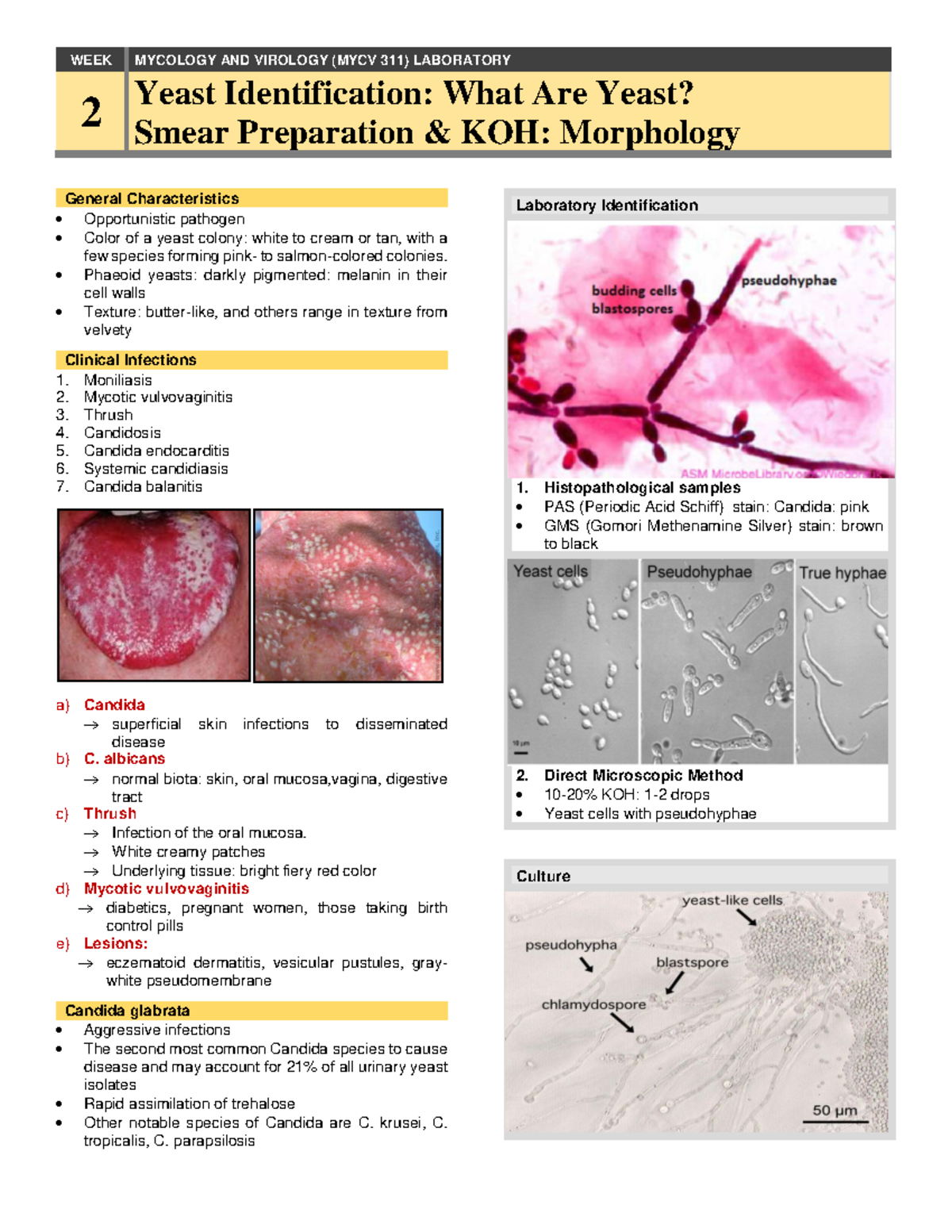 MYCV LAB WK2 Yeast- Identification- Smear- Preparation-KOH- Morphology ...