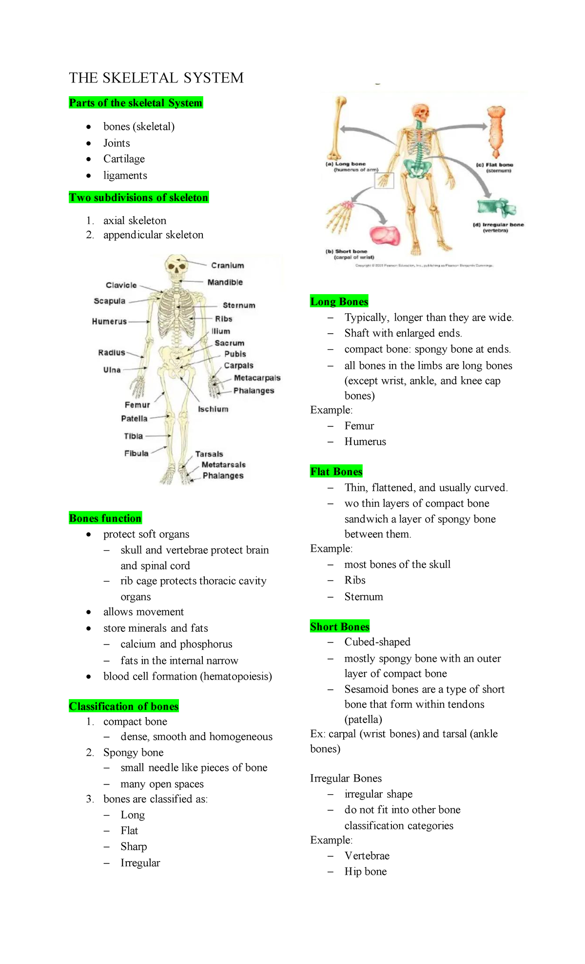 Bones - Anatomy: Understanding the Skeletal System - Studocu