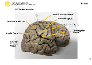 [Solved] Dynamic exercises are often used in Question 8 Answer a ...