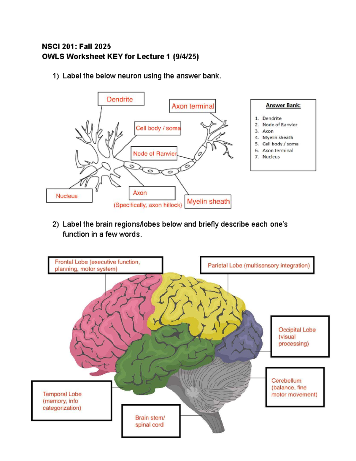 NSCI 201: Fall 2025 OWLS Worksheet KEY for Lecture 1 - Studocu