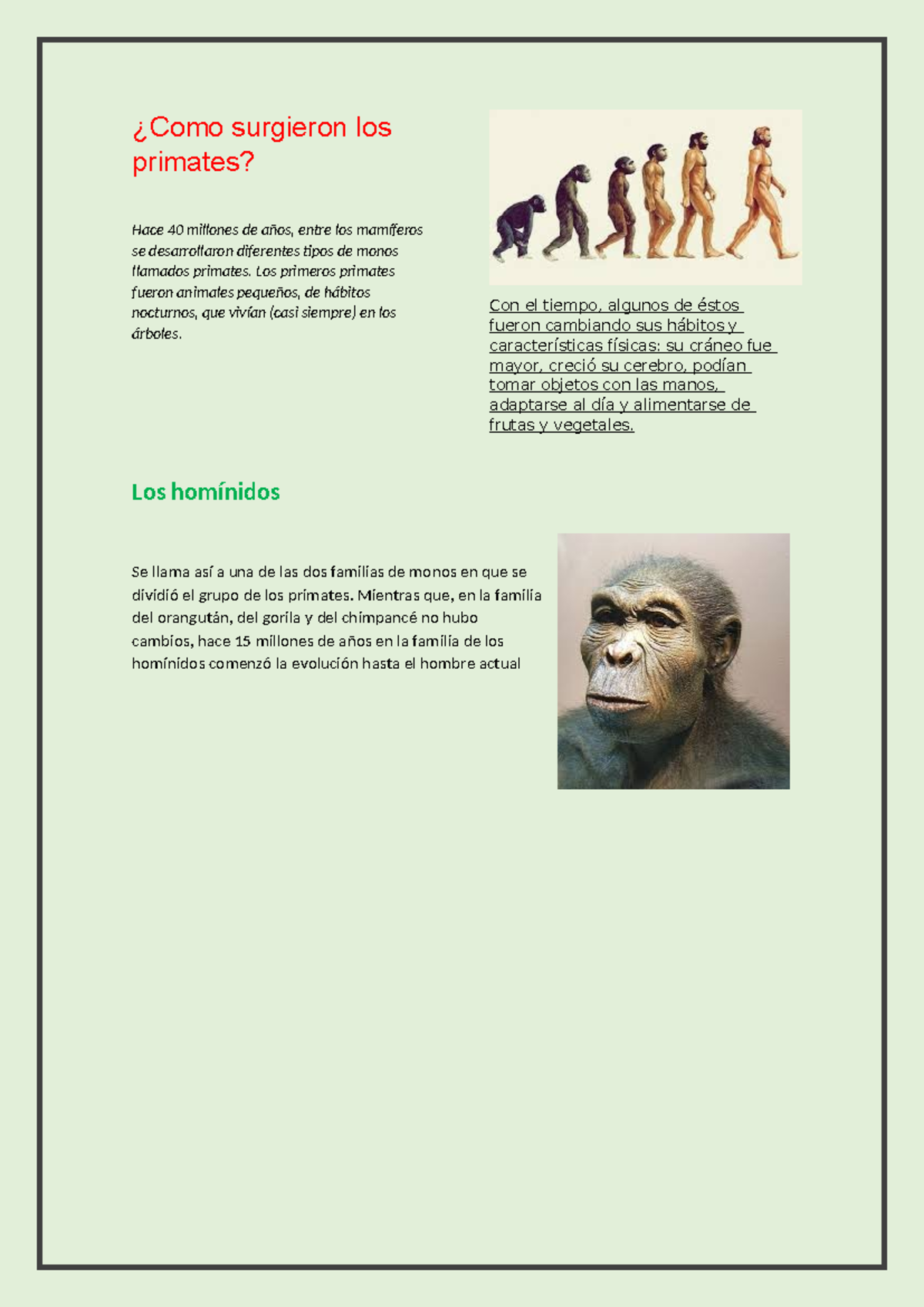 Evolución de los Primates: Orígenes y Desarrollo - Studocu