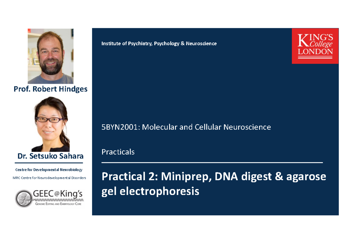 Practical 2: Miniprep, DNA Digest & Agarose Gel Electrophoresis (5BYN2001) - Practical 2 ...