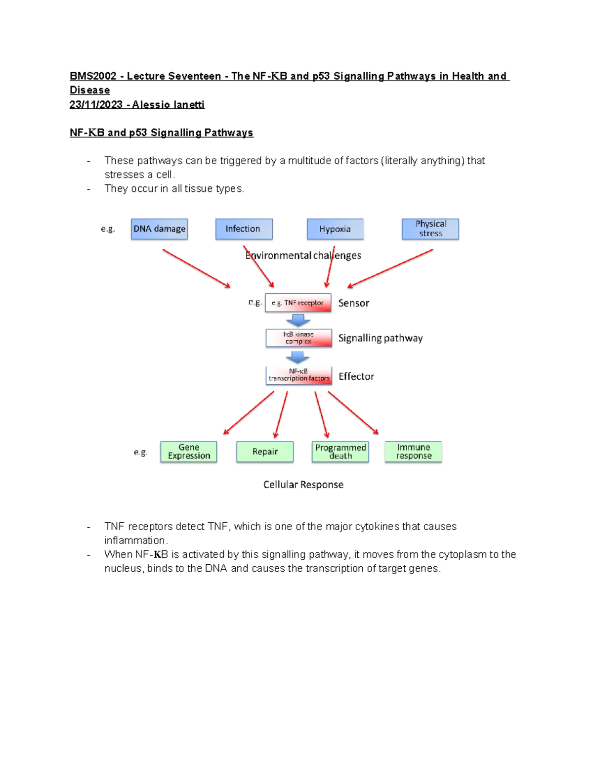 BMS2002 - Lecture 17 - NF-𝚱B and p53 Pathways in Health & Disease - Studocu