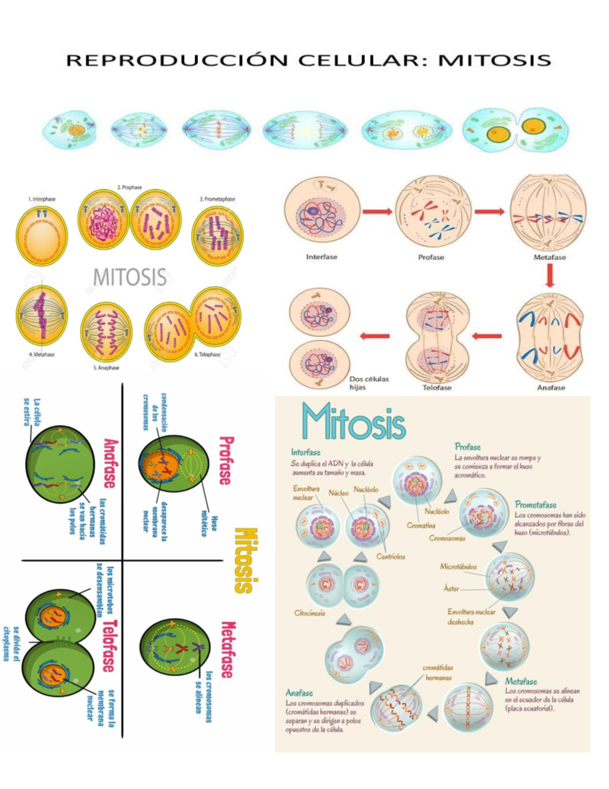 Mitosis: Proceso y Fases de la Reproducción Celular - Studocu