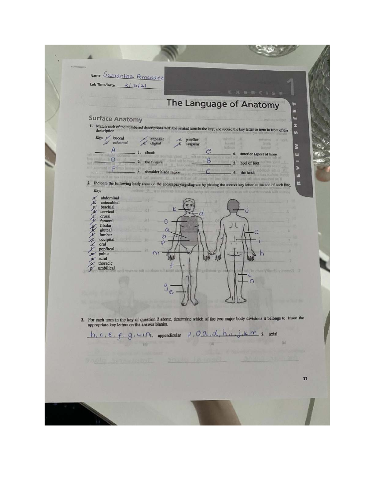 Anatomy Lab 1 Review Sheet: The Language of Anatomy - Studocu