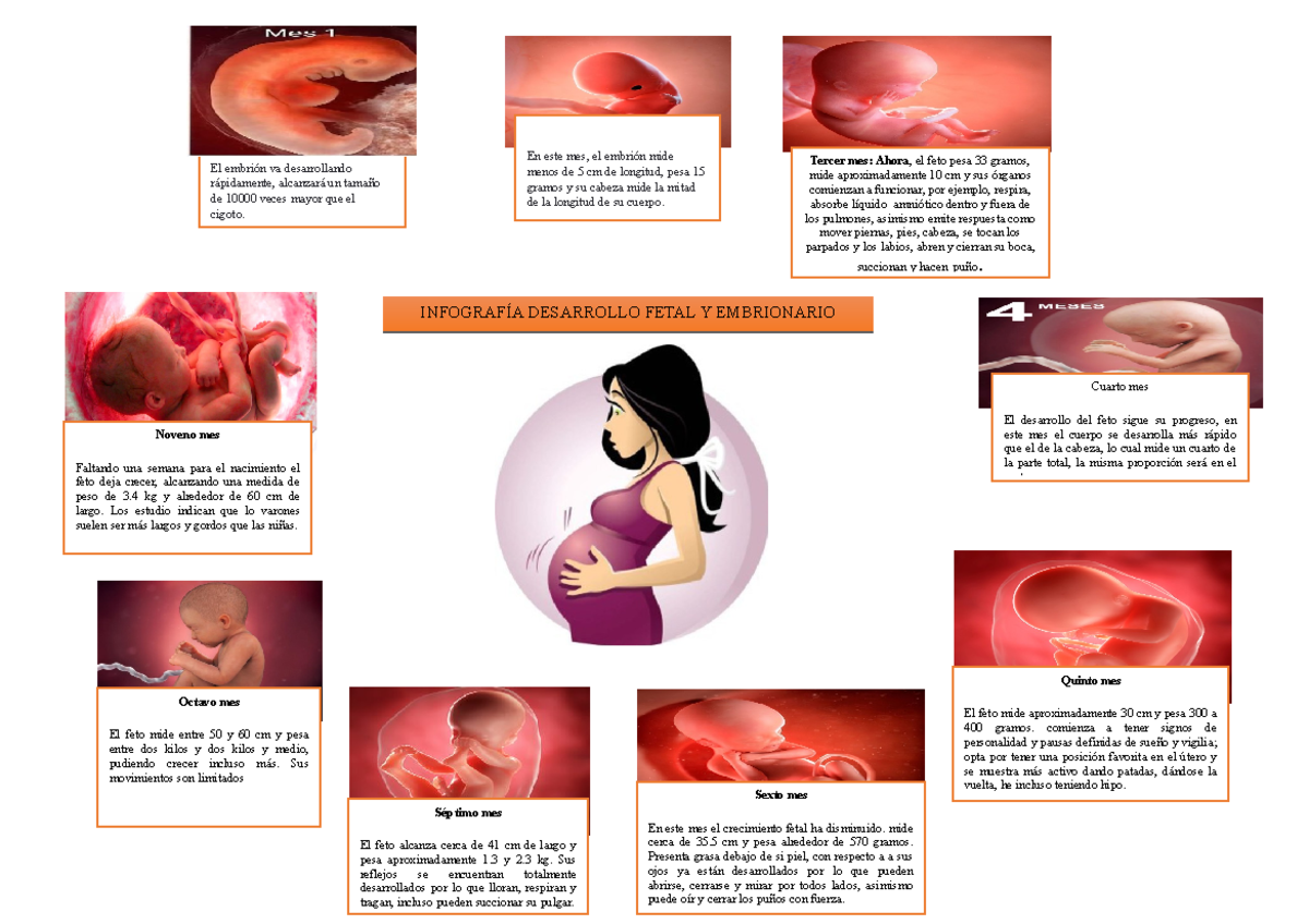 Infografía Desarrollo Fetal Y Embrionario - INFOGRAFÍA DESARROLLO FETAL ...