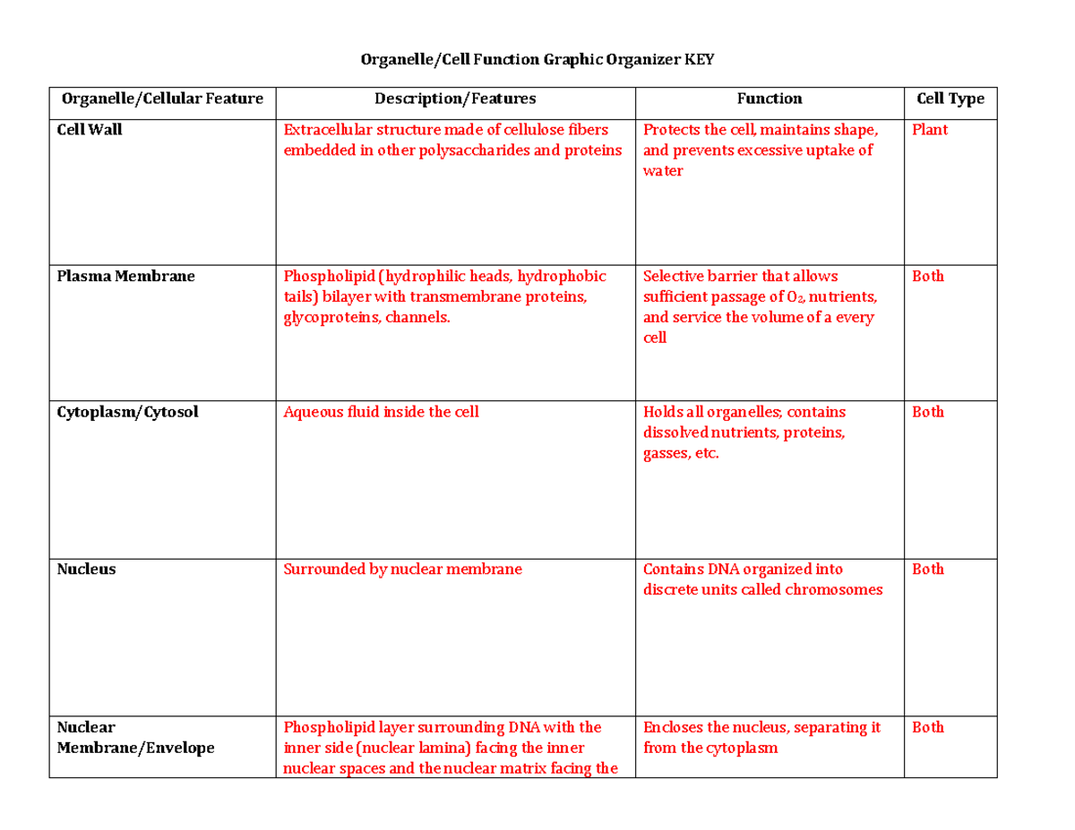 Organelles/Cell Functions Graphic Organizer KEY - Detailed Summary ...