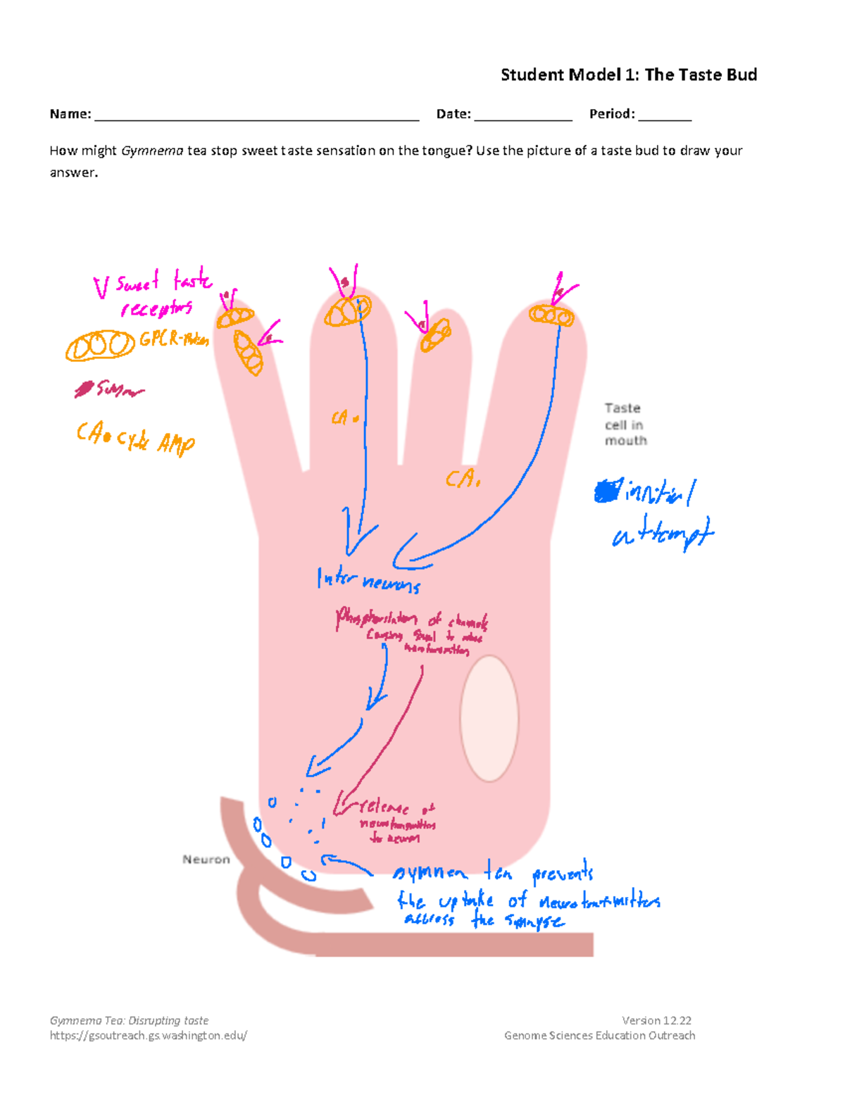 Receptor Assignment: Gymnema Tea & Taste Disruption Model - Studocu