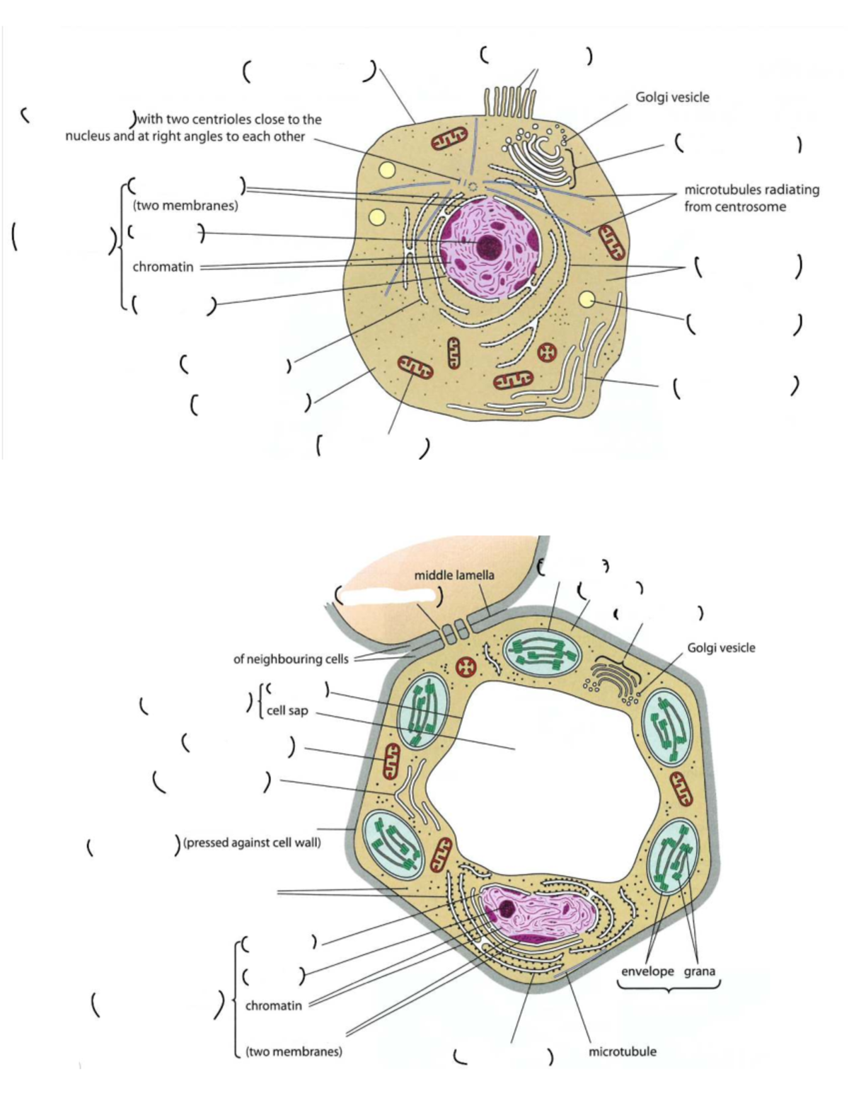 Ch1: Cell Structure & Microscopy - Light vs. Electron Microscopes - Studocu
