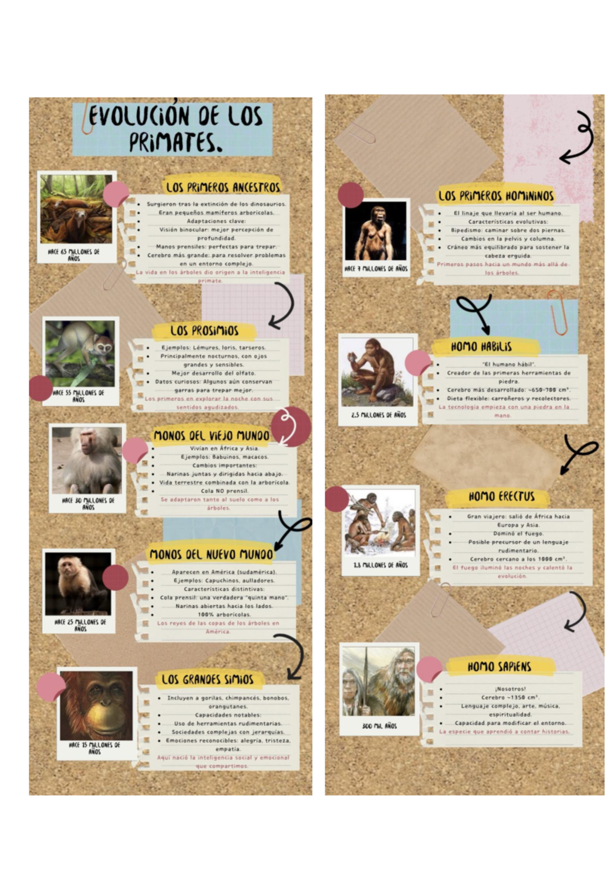 Evolución de los Primates: Ancestros y Adaptaciones Clave - Studocu