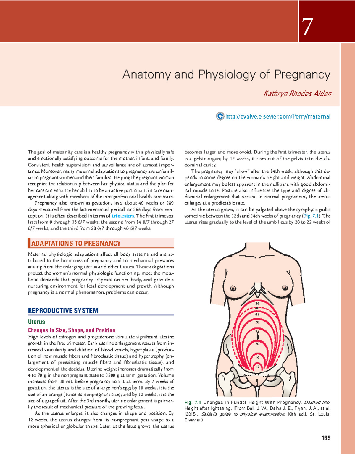 Maternal Anatomy and Physiology Changes During Pregnancy - NUR 101 ...