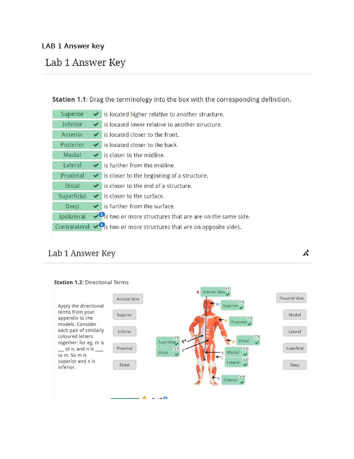 LAB 1 Answer Key: Directional Terms and Body Cavities - ANAT 1009 - Studocu