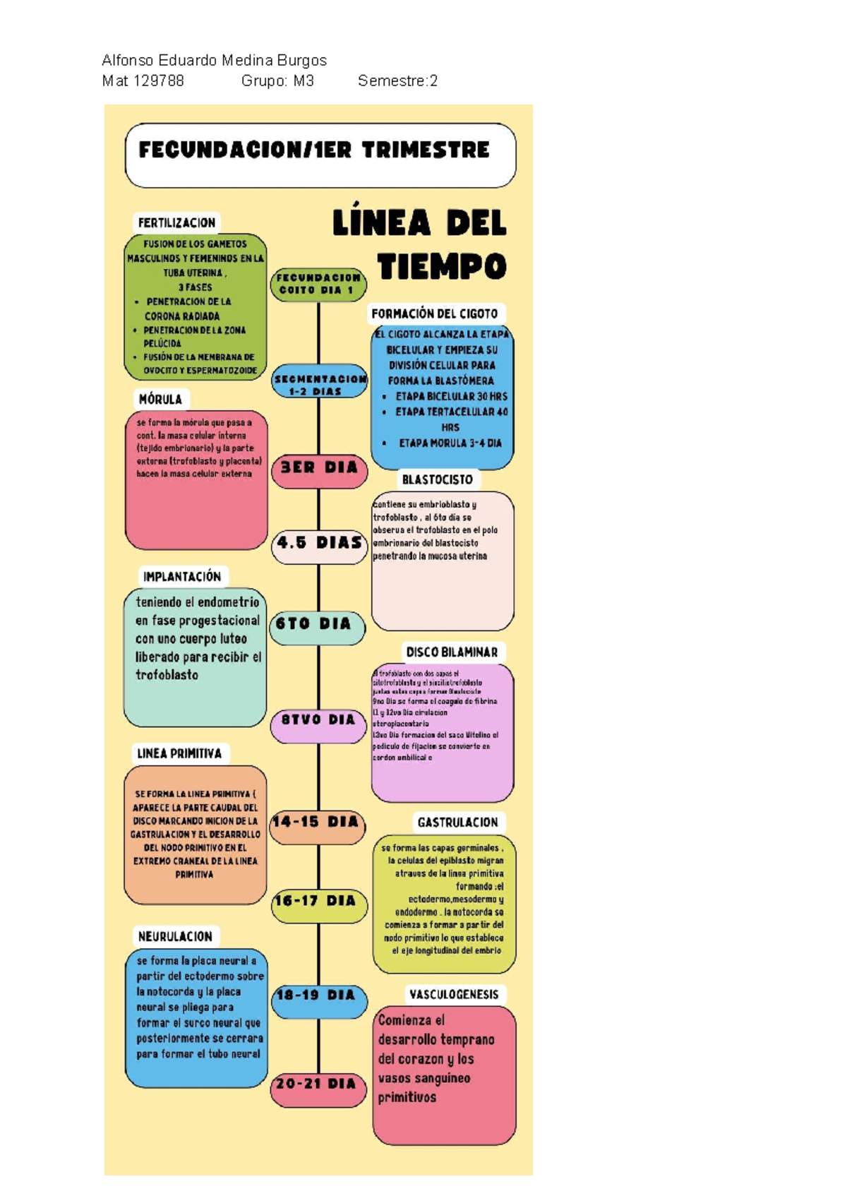 Linea del tiempo y capas germinativas - Alfonso Eduardo Medina Burgos ...
