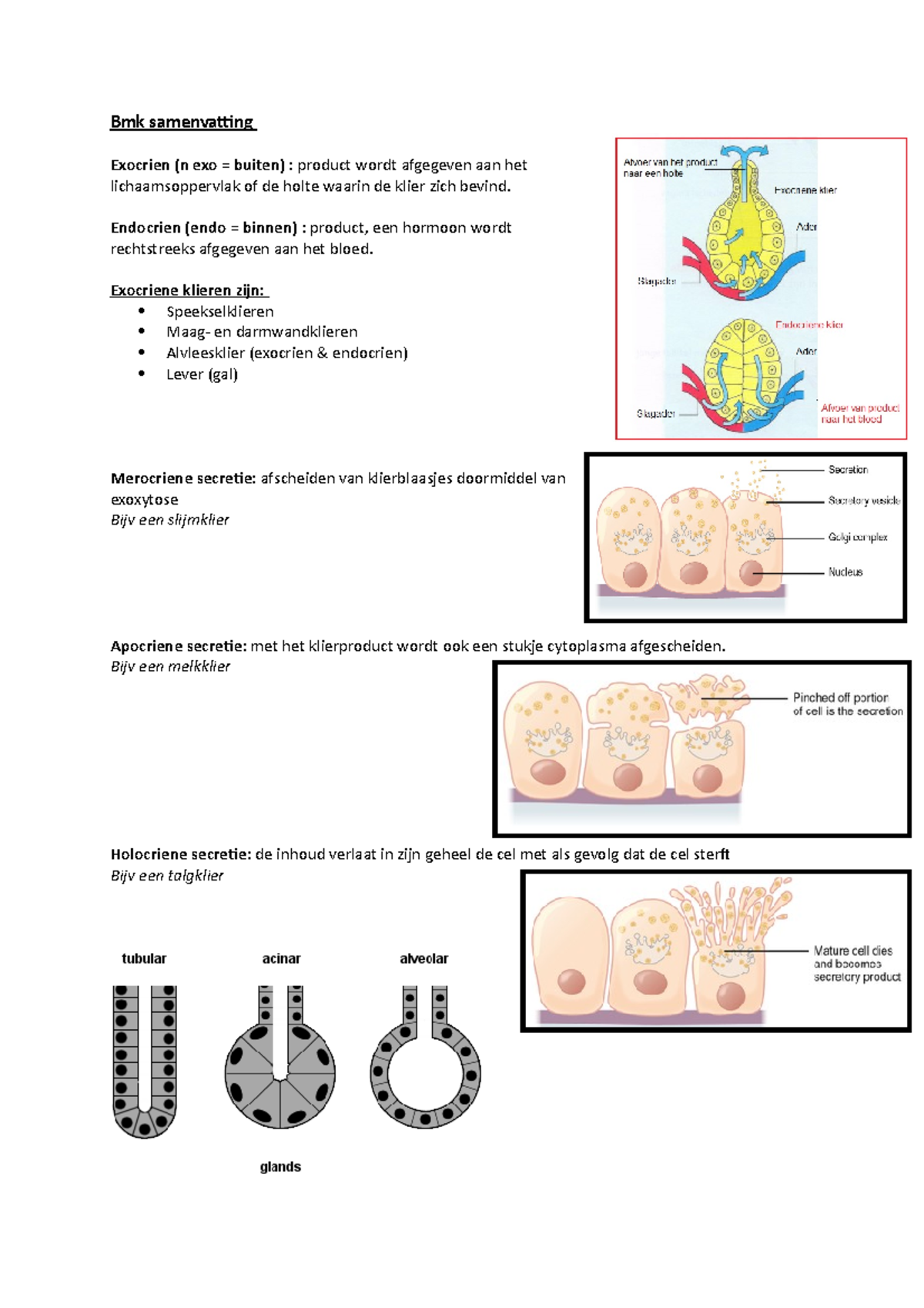 BMK Samenvatting: Exocriene en Endocriene Klieren en Spijsvertering ...