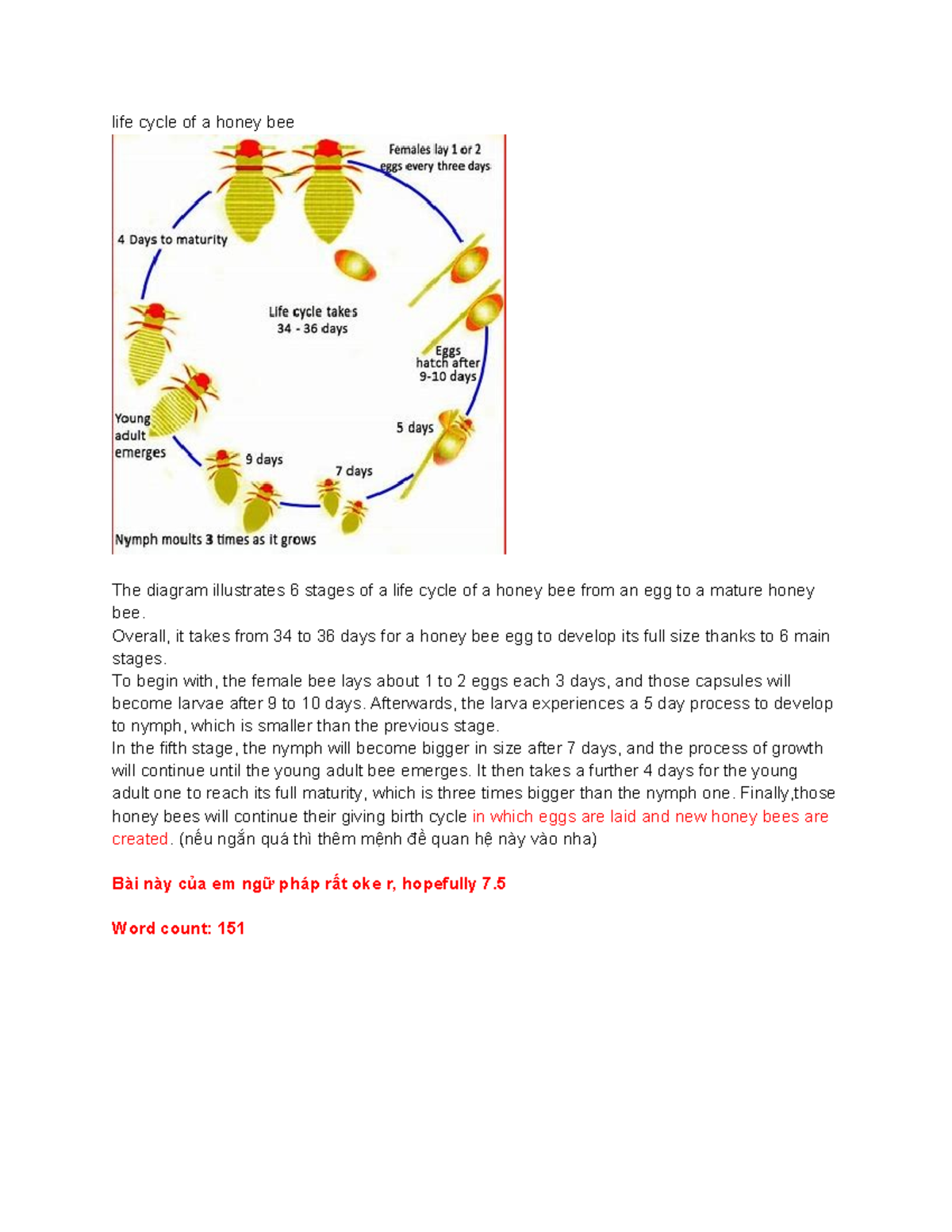 Life Cycle of a Honey Bee: Stages from Egg to Maturity - Studocu