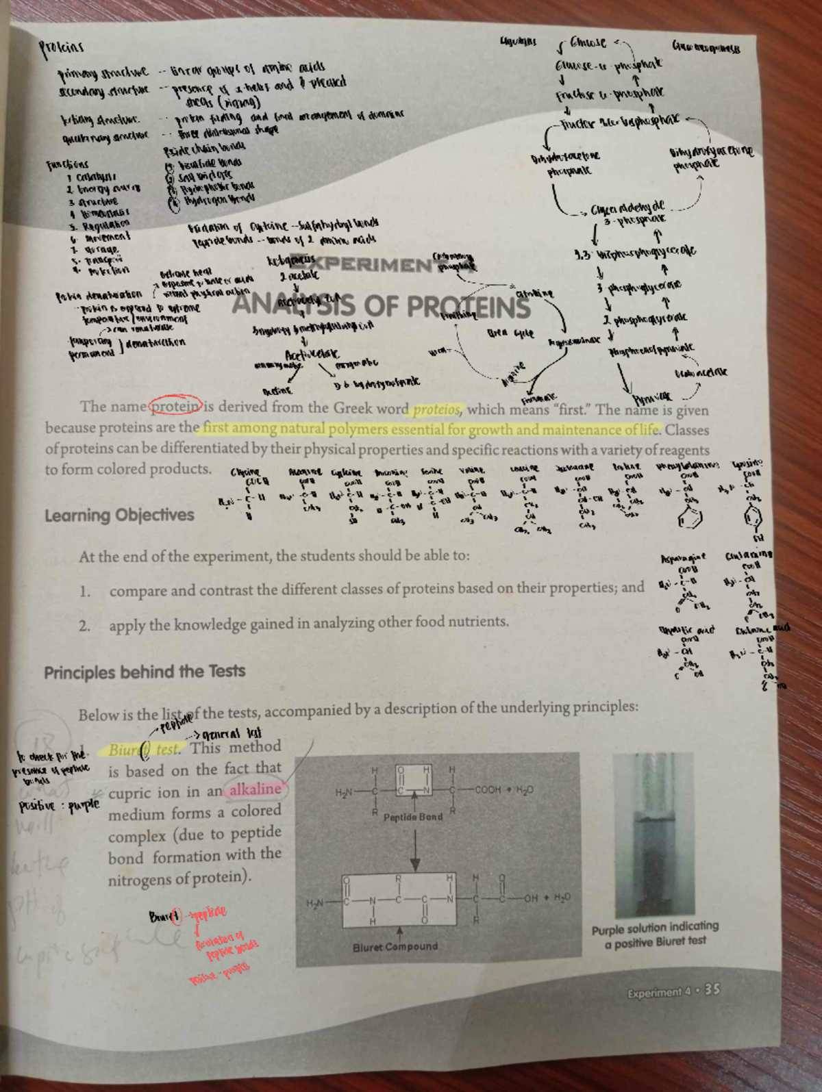 Biochemistry Lab Notes (BIOC 101): Protein Structure & Tests - Studocu
