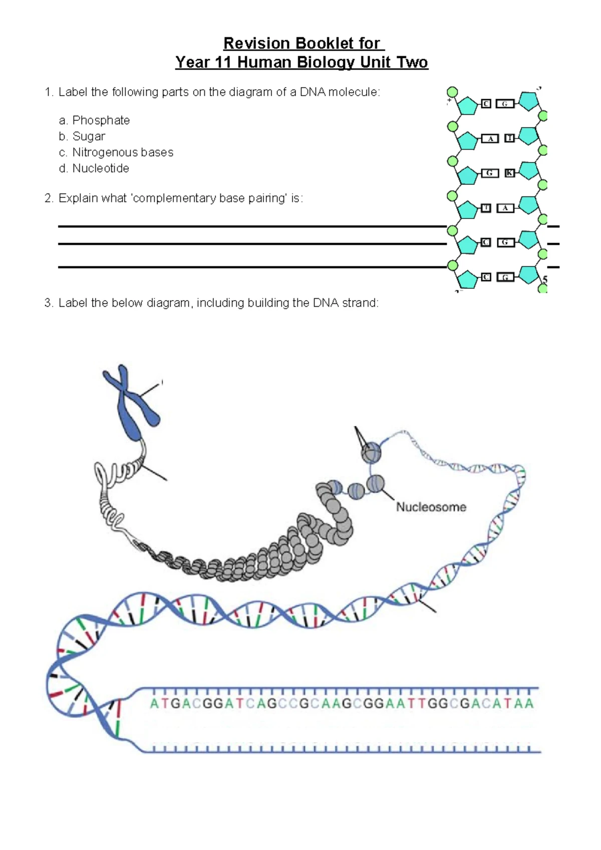 Red Panda Adaptations - Biology Overview and Structural Insights - Studocu