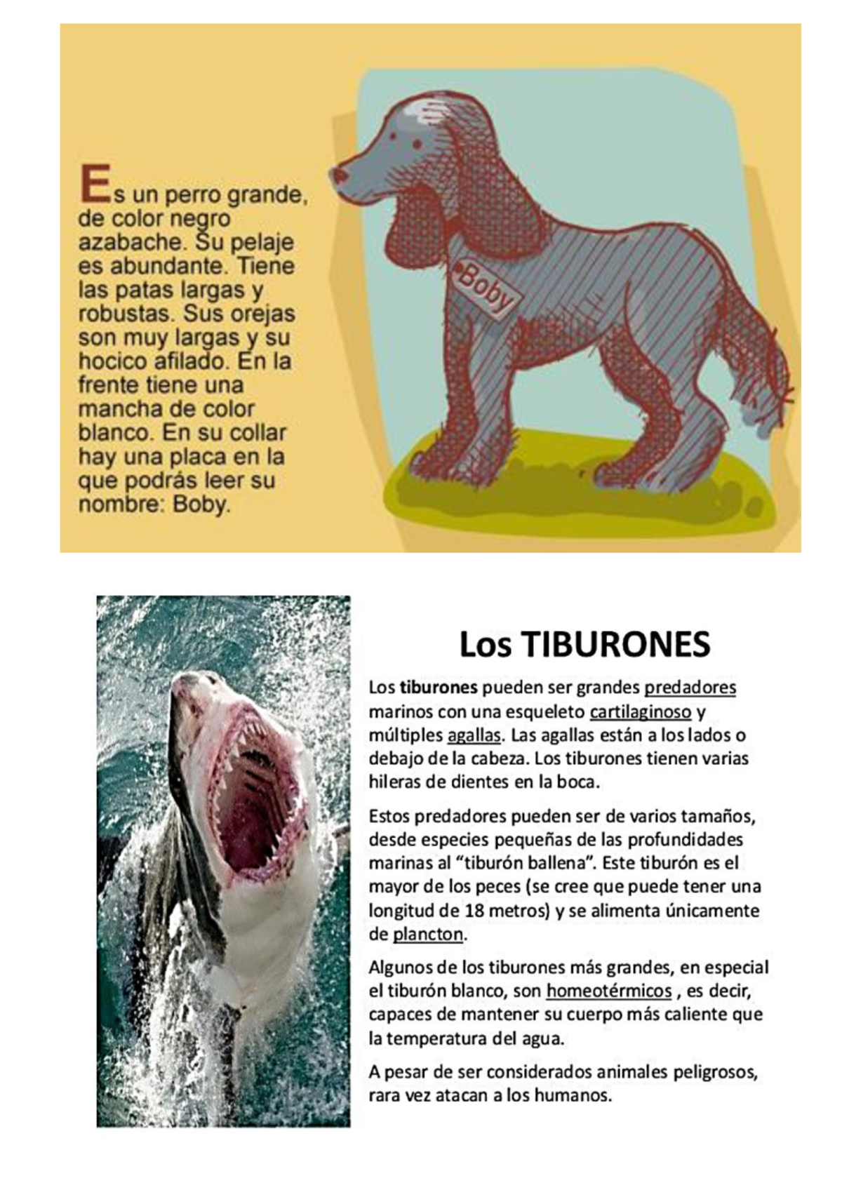 Camila 11-12-24 - TEXTOS ANIMALES - Es un perro grande, de color negro azabache. Su pelaje es ...