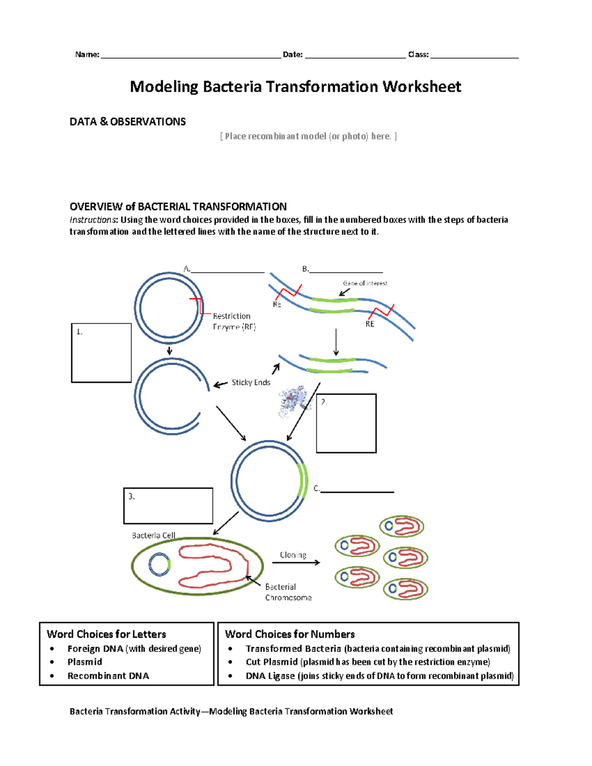 Genetic Engineering - Bacterial Transformation Worksheet (BIO 101 ...