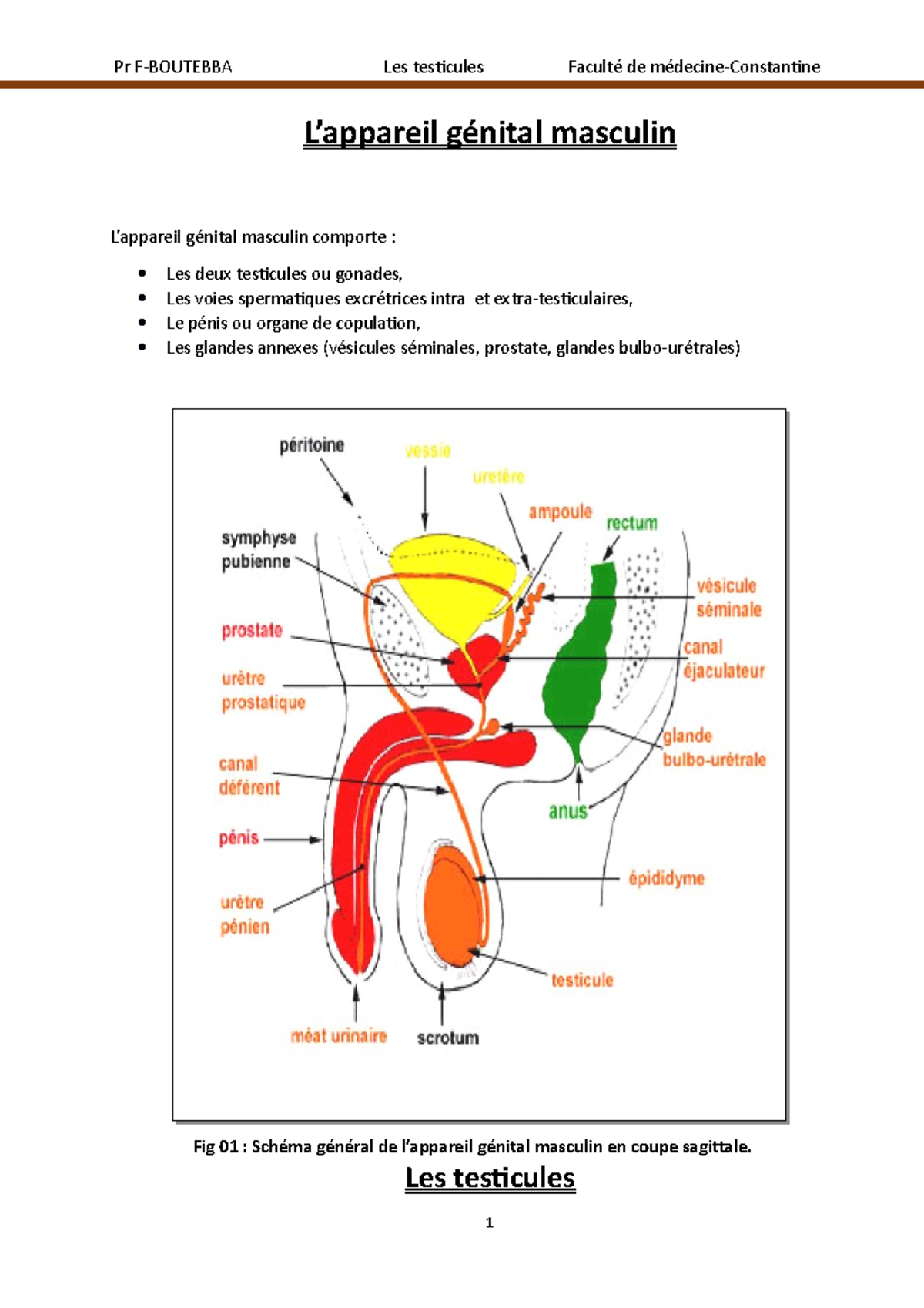 Les-testicules - Biologier - L’appareil génital masculin L’appareil ...