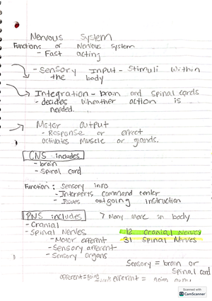 Nervous System Lecture Part 2 Notes - BIO 112 - Nervous System Dendrite ...
