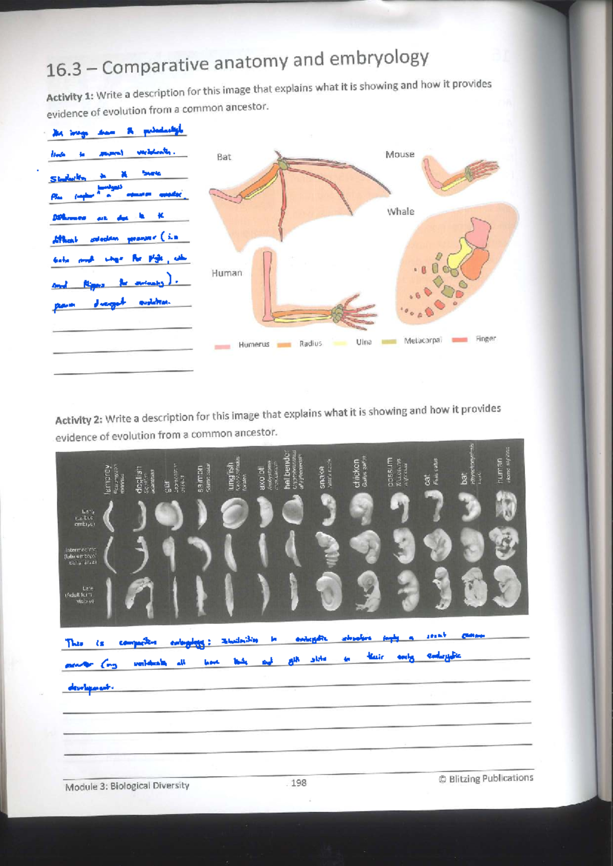 Comparative Anatomy & Embryology: Evidence of Evolution (Module 3 ...
