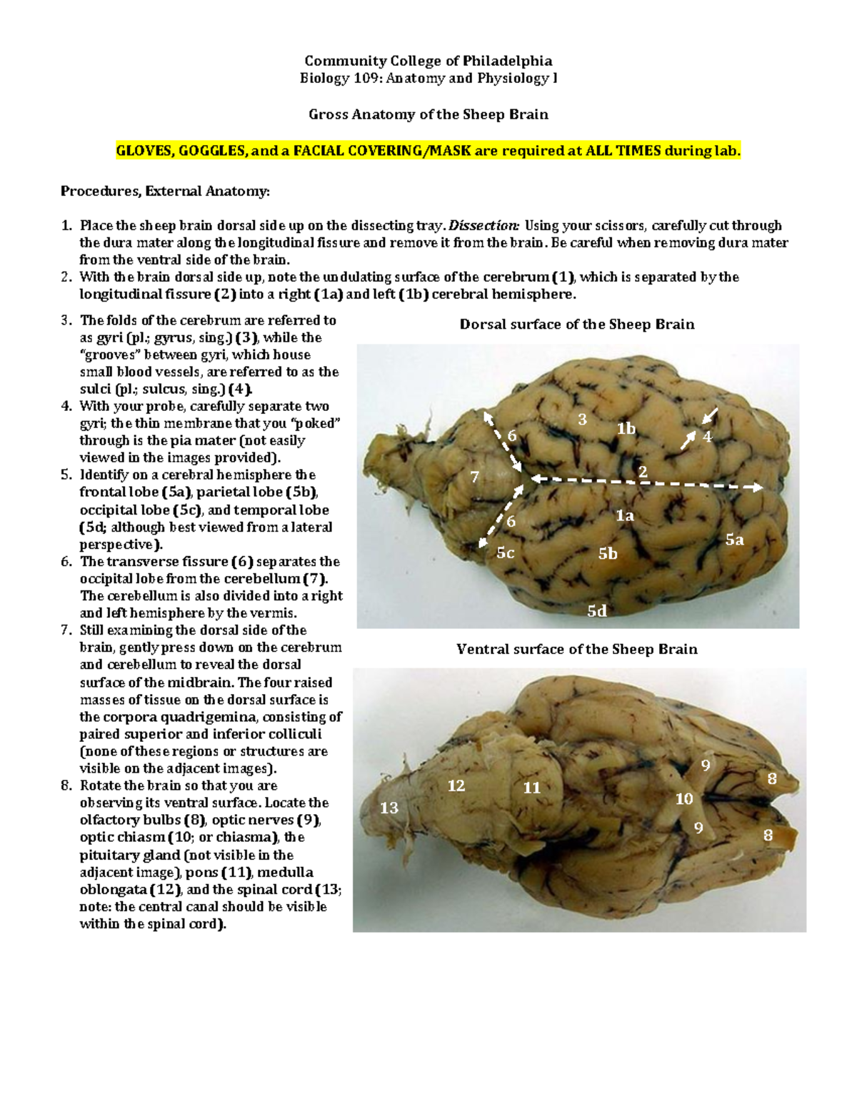 Biology 109 Lab 5: Dissection of the Sheep Brain - Studocu