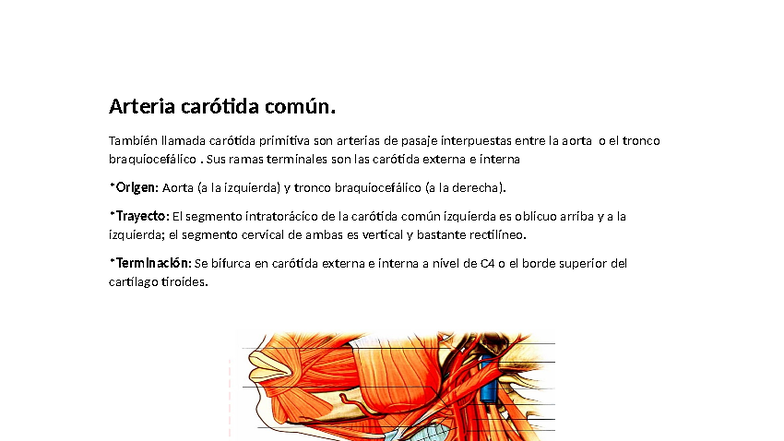 Estudio sobre la Arteria Carótida Común y sus Relaciones Anatómicas ...